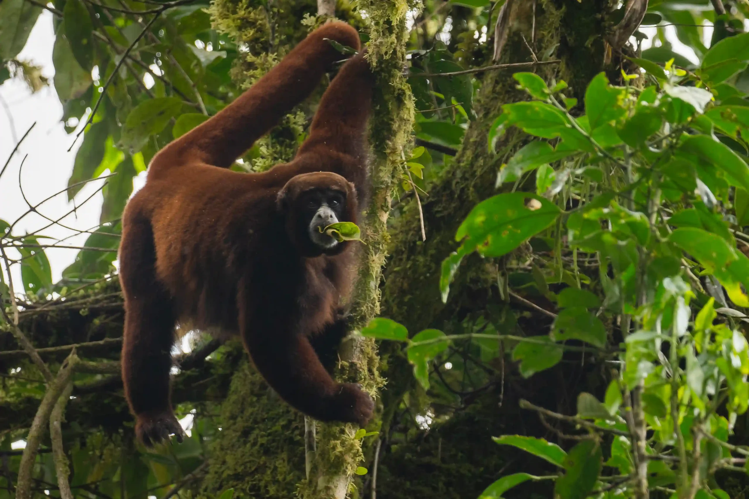 Mono choro de cola amarilla: Primate bajo amenaza